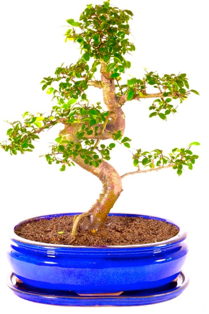 Large Contorted Bonsai with Serpentine Trunk | Chinese Elm