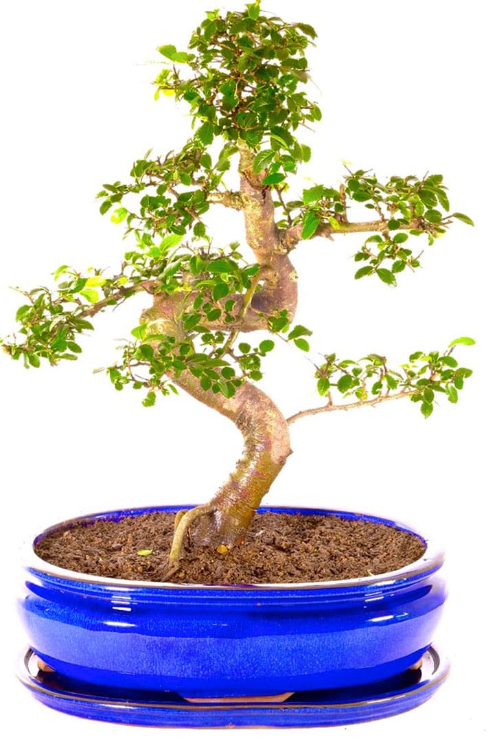 Large Contorted Bonsai with Serpentine Trunk | Chinese Elm