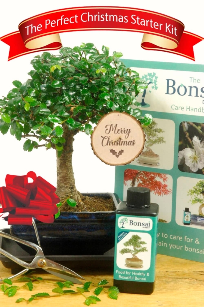 Christmas Plant Gifts | Bonsai Tree Gift Christmas Presents