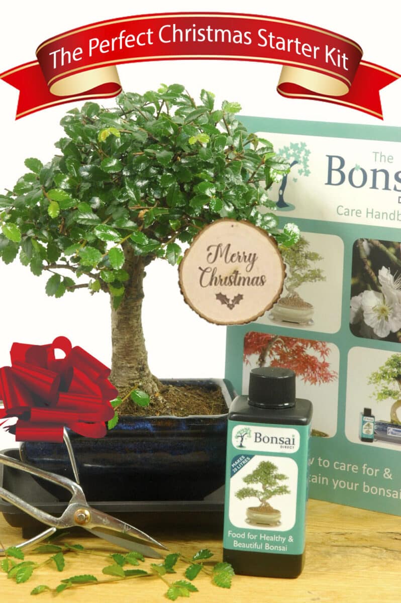 Christmas Plant Gifts | Bonsai Tree Gift Christmas Presents