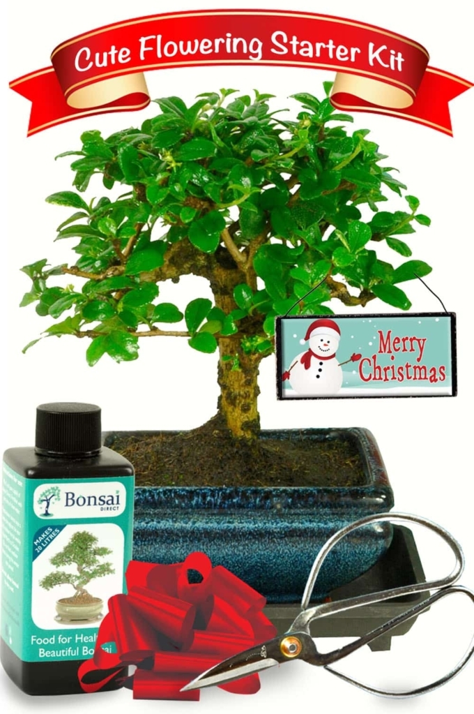 Bonsai Tree for Christmas - The Ideal Unusual Christmas gift Idea
