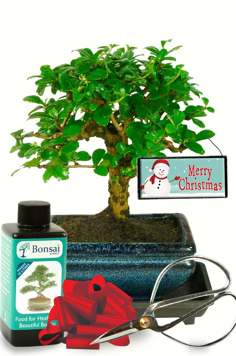 Bonsai Tree for Christmas - The Ideal Unusual Christmas gift Idea