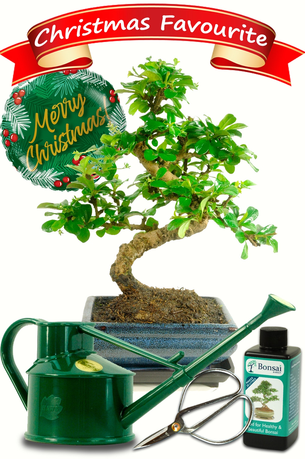 Christmas Gift - Stunning Christmas Bonsai Gift Set