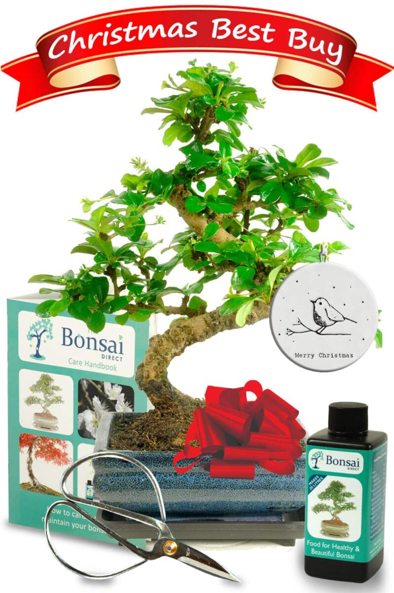 Christmas Plant Gifts | Bonsai Tree Gift Christmas Presents