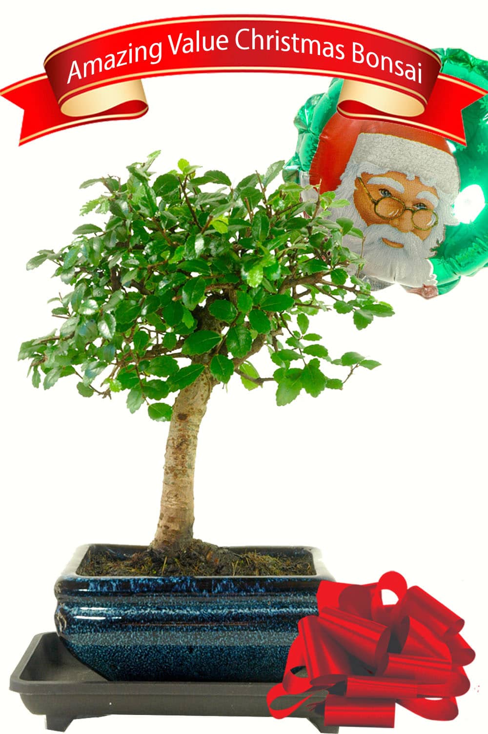 Comprehensive Christmas Baby Bonsai Kit including Santa Balloon