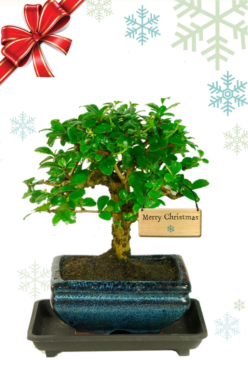 Christmas Plant Gifts | Bonsai Tree Gift Christmas Presents