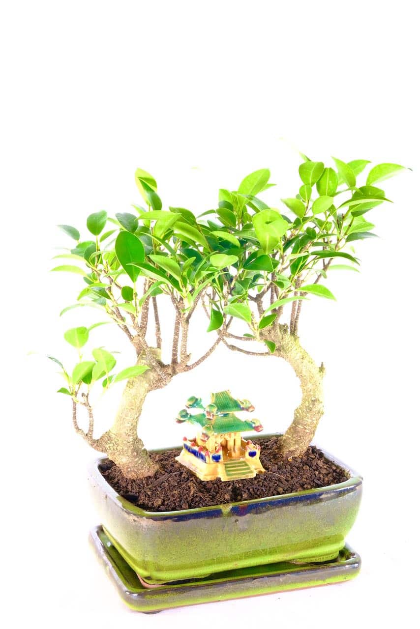 Beautiful Twin Beginners Indoor Ficus Bonsai with Oriental temple