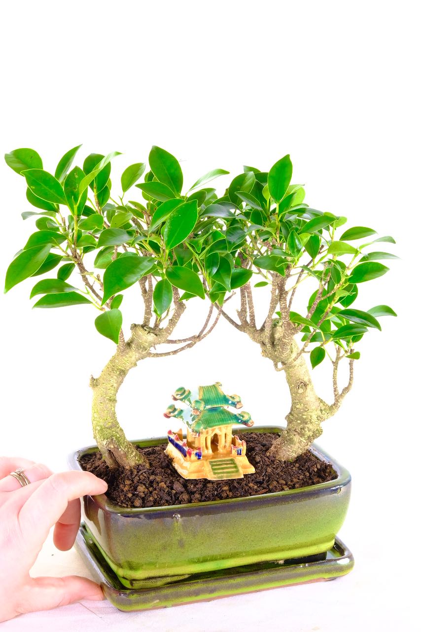 Beautiful Twin Beginners Indoor Ficus Bonsai with Oriental temple