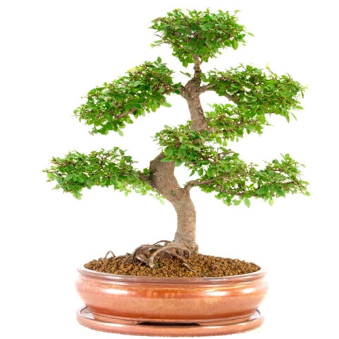 Bonsai Trees for Sale | Order Your Bonsai Tree from Bonsai Direct