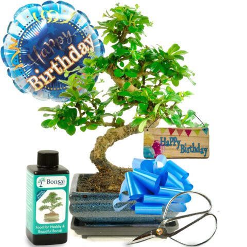 Bonsai Trees for Sale | Order Your Bonsai Tree from Bonsai Direct