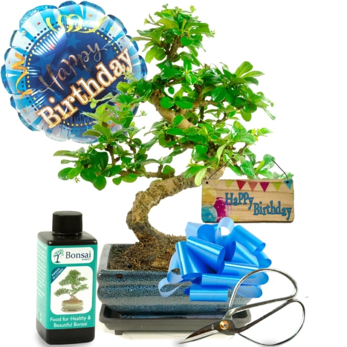 Bonsai Trees for Sale | Order Your Bonsai Tree from Bonsai Direct