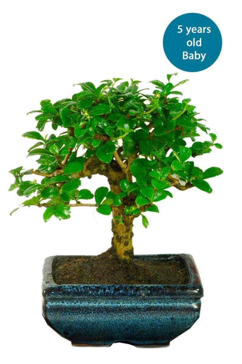 Bonsai Tree for Christmas - The Ideal Unusual Christmas gift Idea