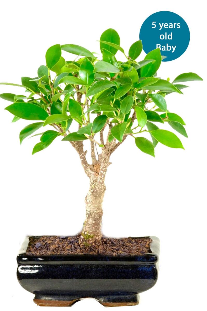 Ficus Broom Style Indoor Bonsai - Chinese New Year Plant