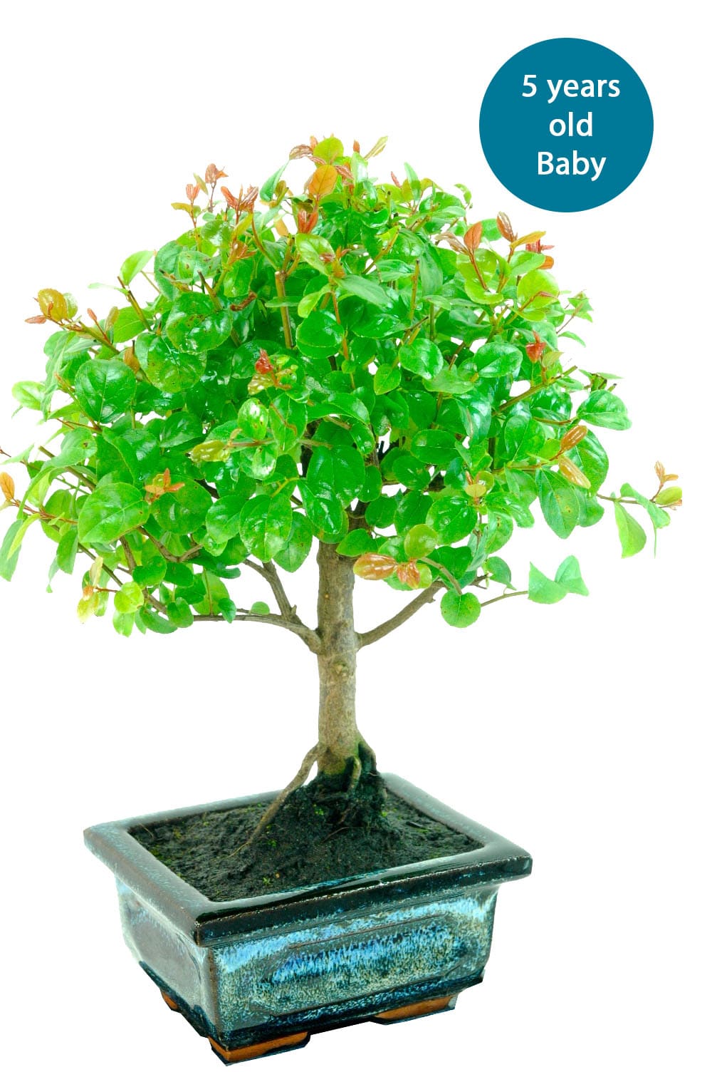 Cherished Memories Preserved: In Loving Memory Bonsai Gift UK