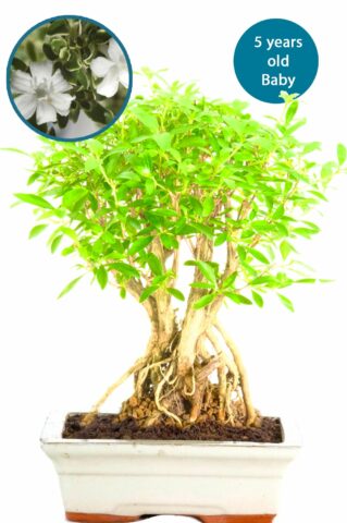 Mother's Day - Tree of a Thousand Stars Bonsai with Flowers UK