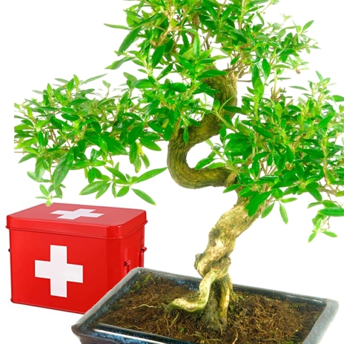 Best Bonsai Trees for Sale UK from the Bonsai Direct Online Shop