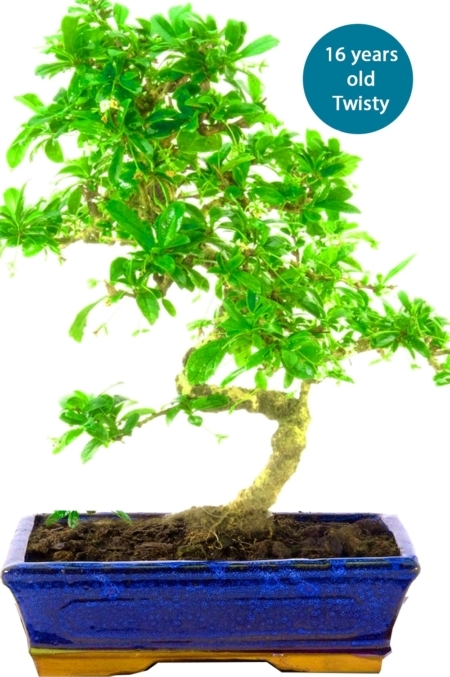 Large 17 Year Old Flowering indoor Fukien Tea Tree Bonsai