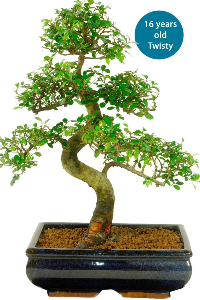 Chinese New Year Tree - Chinese Elm Bonsai Comprehensive Kit