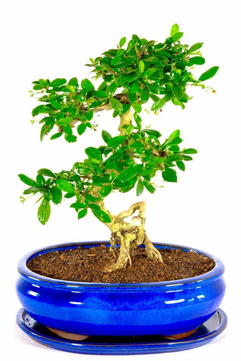 Uniquely Designed Flowering Bonsai with Incredible Root System UK