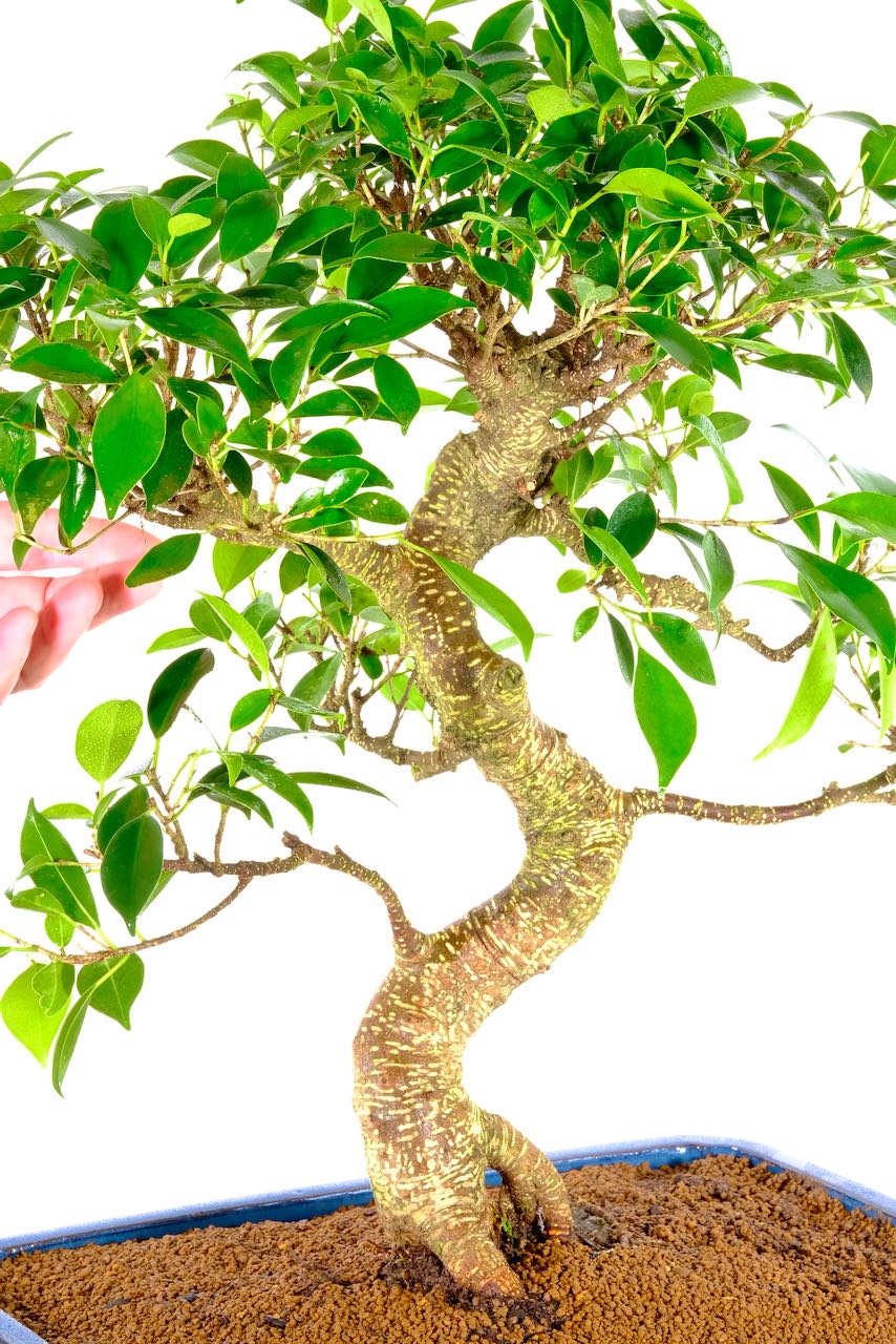 Ficus Bonsai Tree - Exquisite Specimen Incredible Artistic Appeal