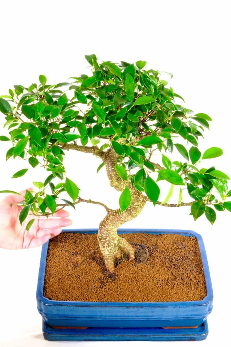 Exquisite Specimen Indoor Ficus Bonsai Tree - incredible artistic appeal