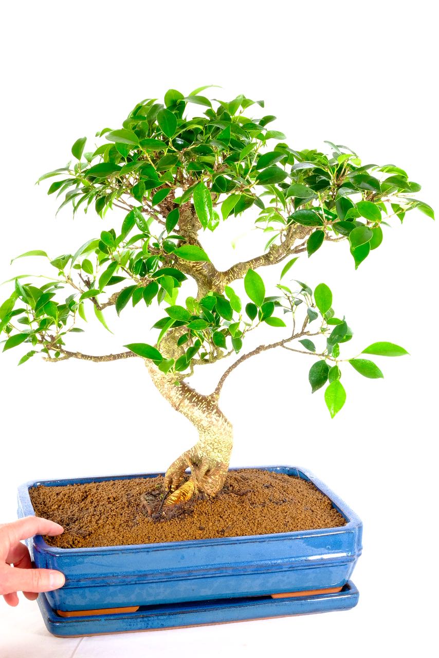 Ficus Bonsai Tree - Exquisite Specimen Incredible Artistic Appeal