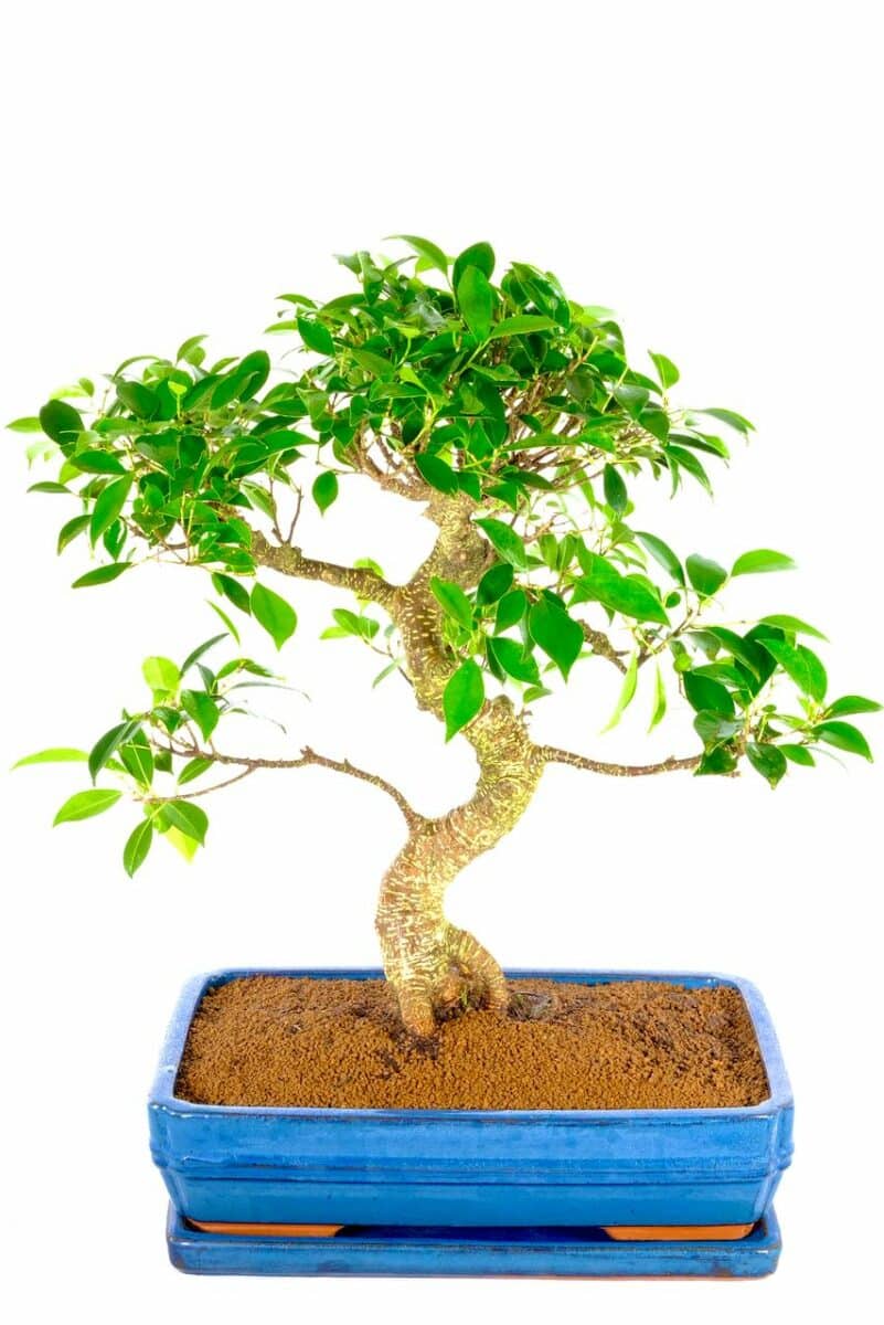 Exquisite Specimen Indoor Ficus Bonsai Tree - incredible artistic appeal