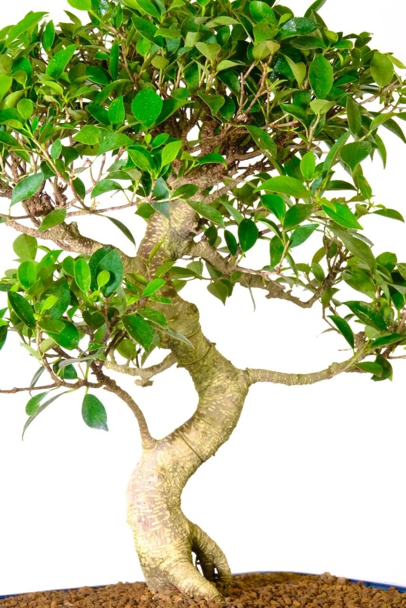 Ficus Bonsai Tree - Exquisite Specimen Incredible Artistic Appeal