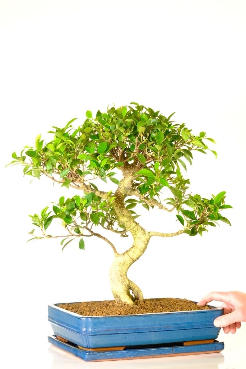 Ficus Bonsai Tree - Exquisite Specimen Incredible Artistic Appeal