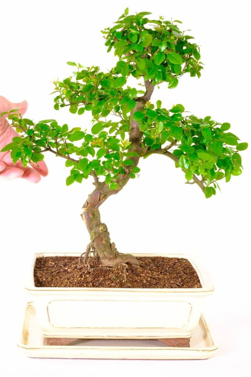 Uniquely Shaped Fruiting Chinese Sweet Plum Indoor Bonsai Tree UK