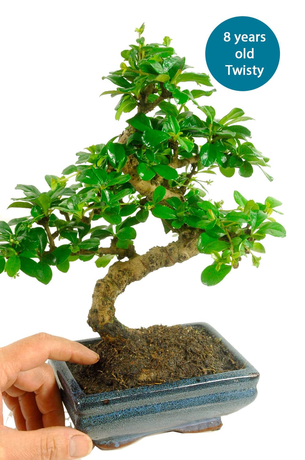 Special Offer Fukien Tea Tree Bonsai with tiny white flowers