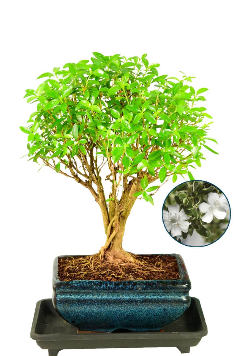 Tree of a Thousand Stars Bonsai with Small White Flowers UK
