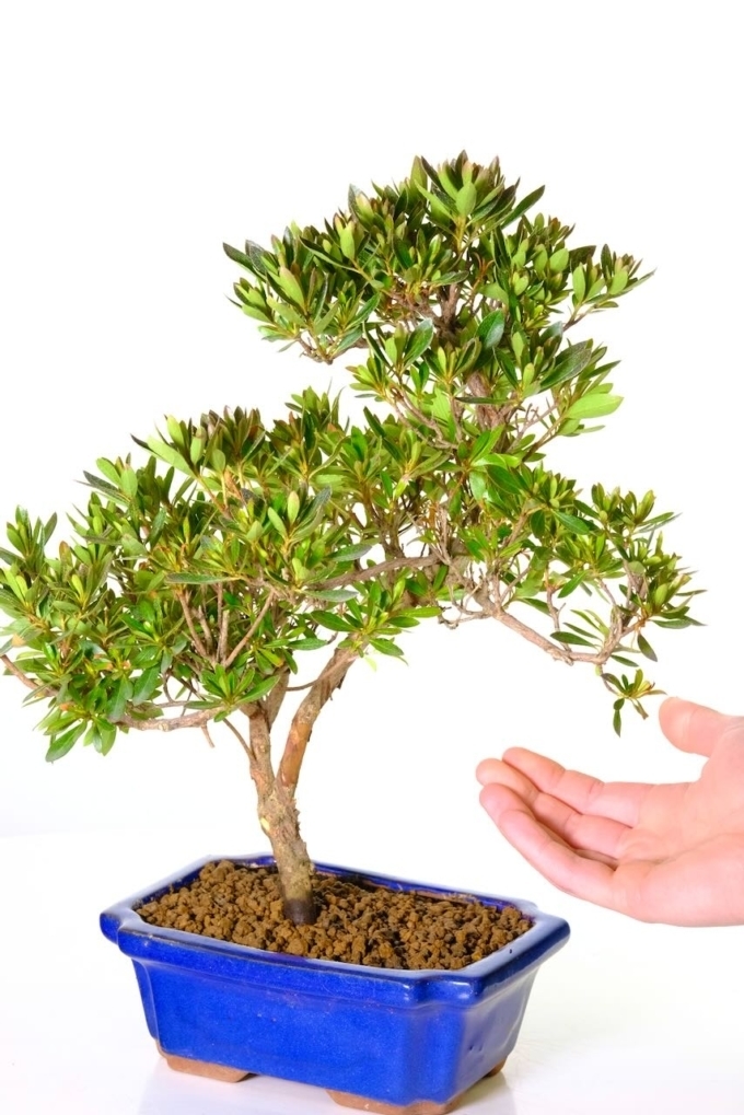 Azalea Bonsai Tree - Japanese Bonsai Pink Flowers UK