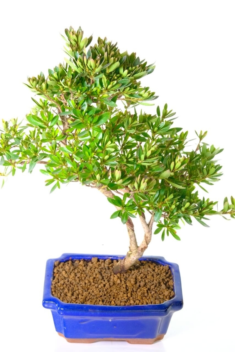 Azalea Bonsai Tree - Japanese Bonsai Pink Flowers UK