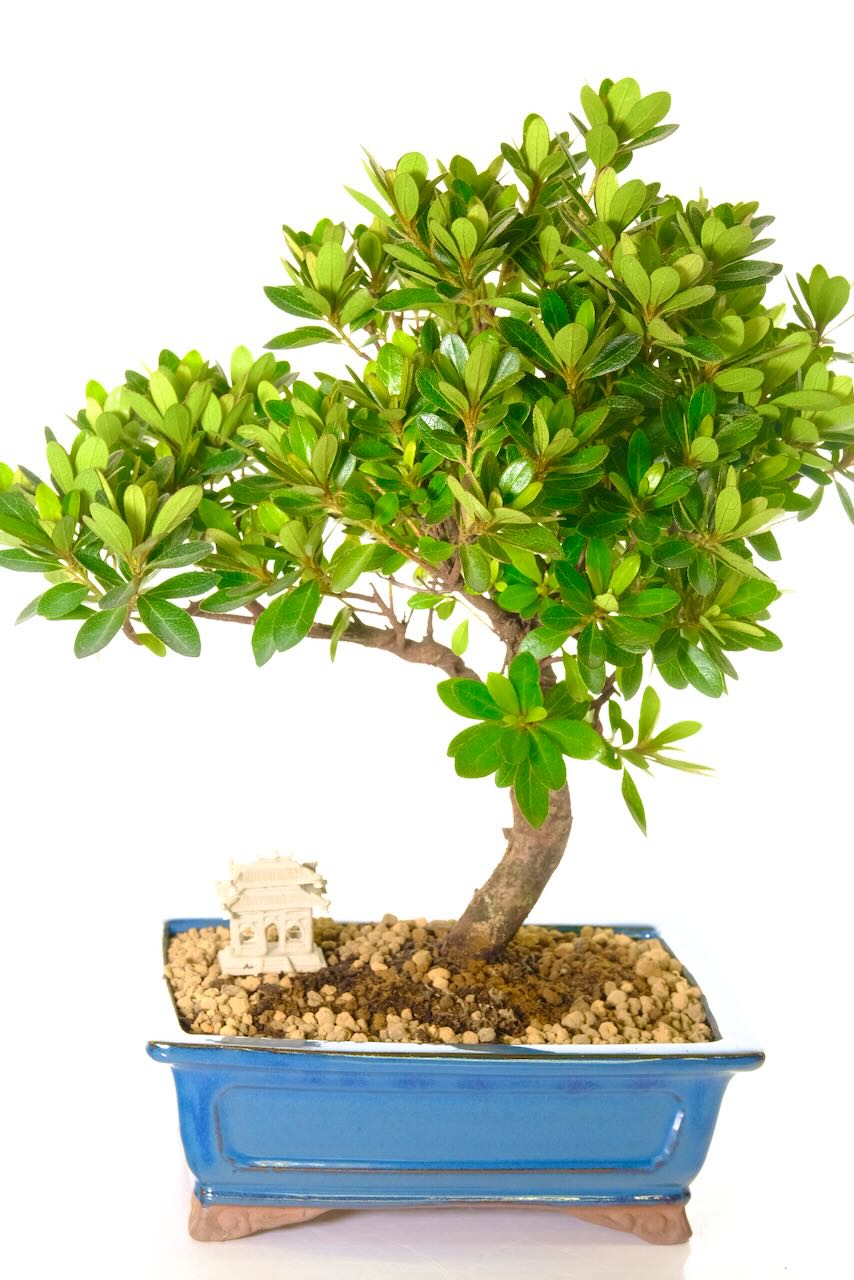 Evergreen Japanese Azalea Bonsai Tree For Sale UK