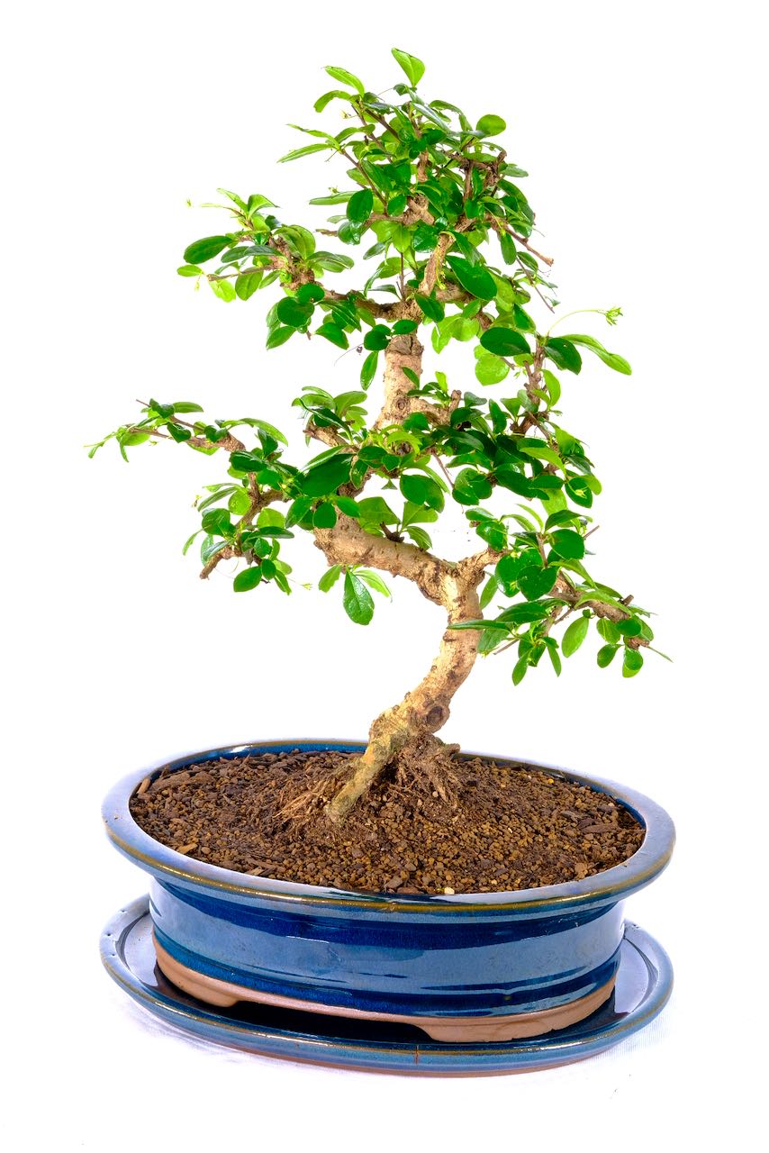 Flowering Fukien Tea Tree Bonsai with Accentuated Curves UK