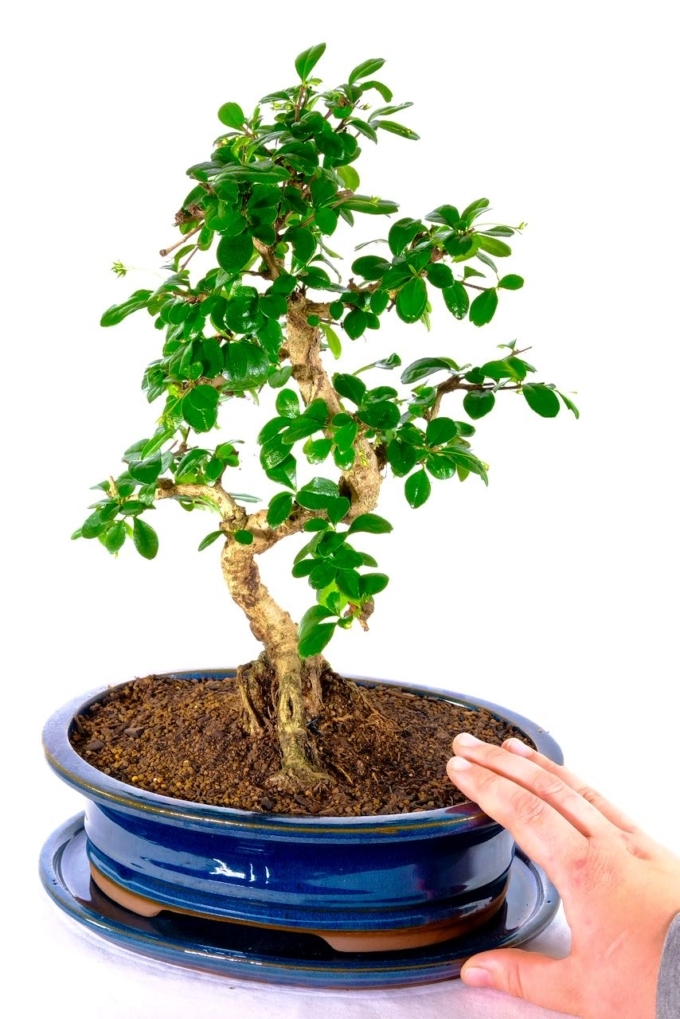 Flowering Fukien Tea Tree Bonsai with Accentuated Curves UK