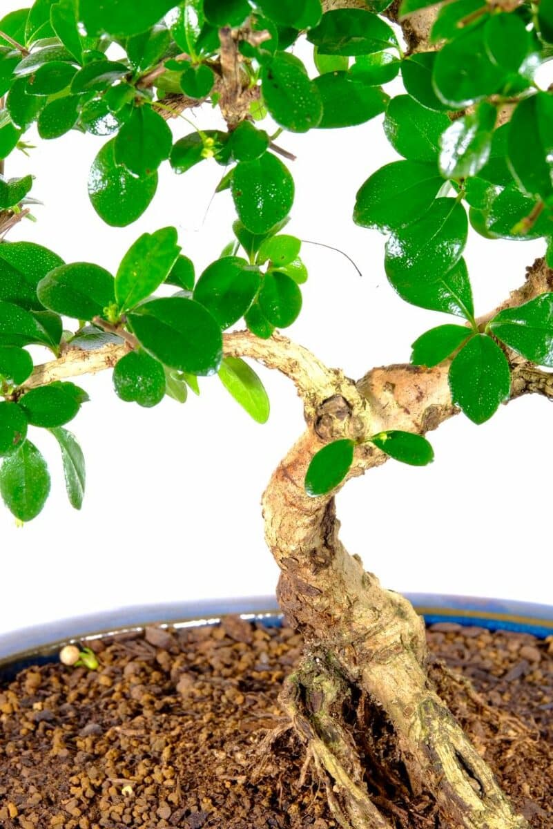 Flowering Fukien Tea Tree Bonsai with Accentuated Curves UK