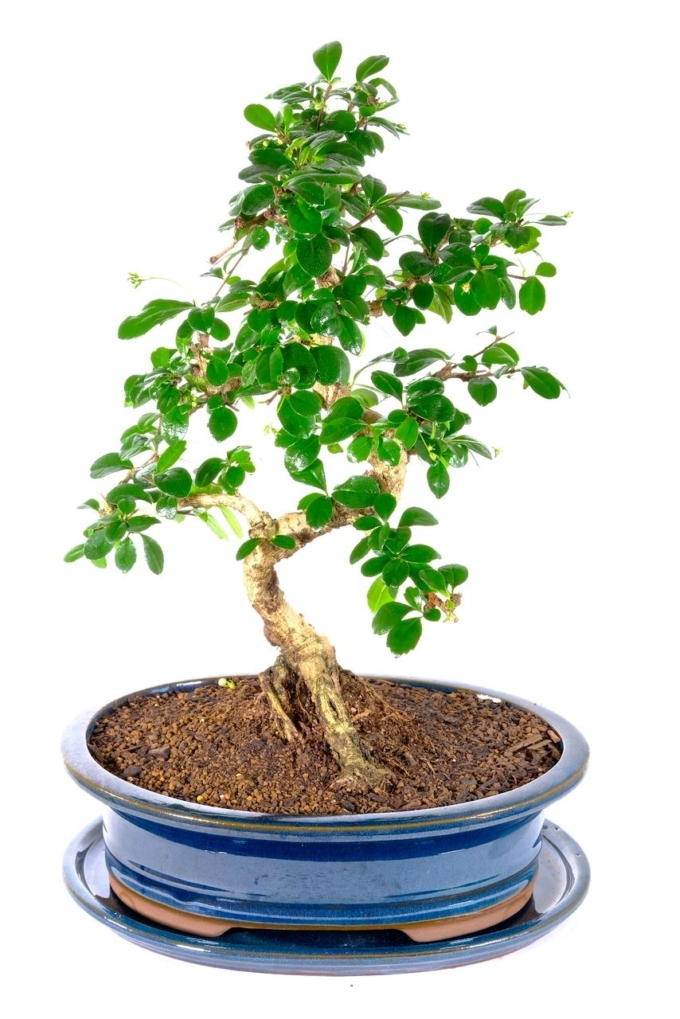 Flowering Fukien Tea Tree Bonsai with Accentuated Curves UK