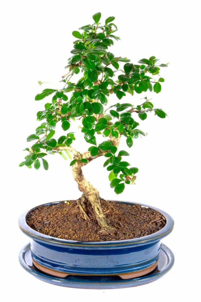 Flowering Fukien Tea Tree Bonsai with Accentuated Curves UK