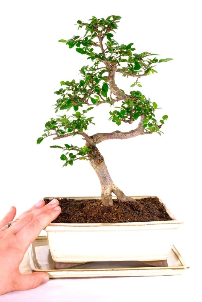 Split Trunked Chinese Elm Bonsai with Characteristic Bark UK