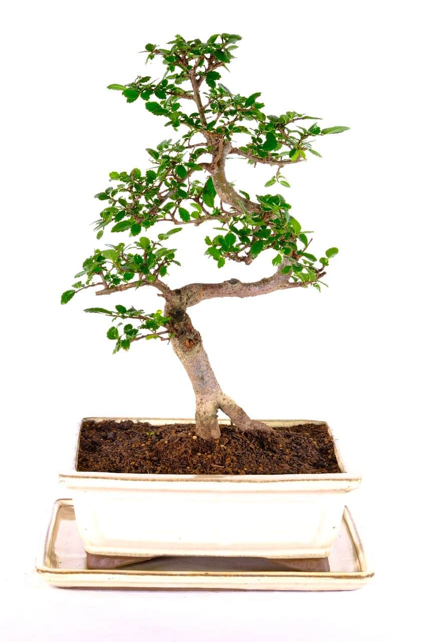 Split Trunked Chinese Elm Bonsai with Characteristic Bark UK