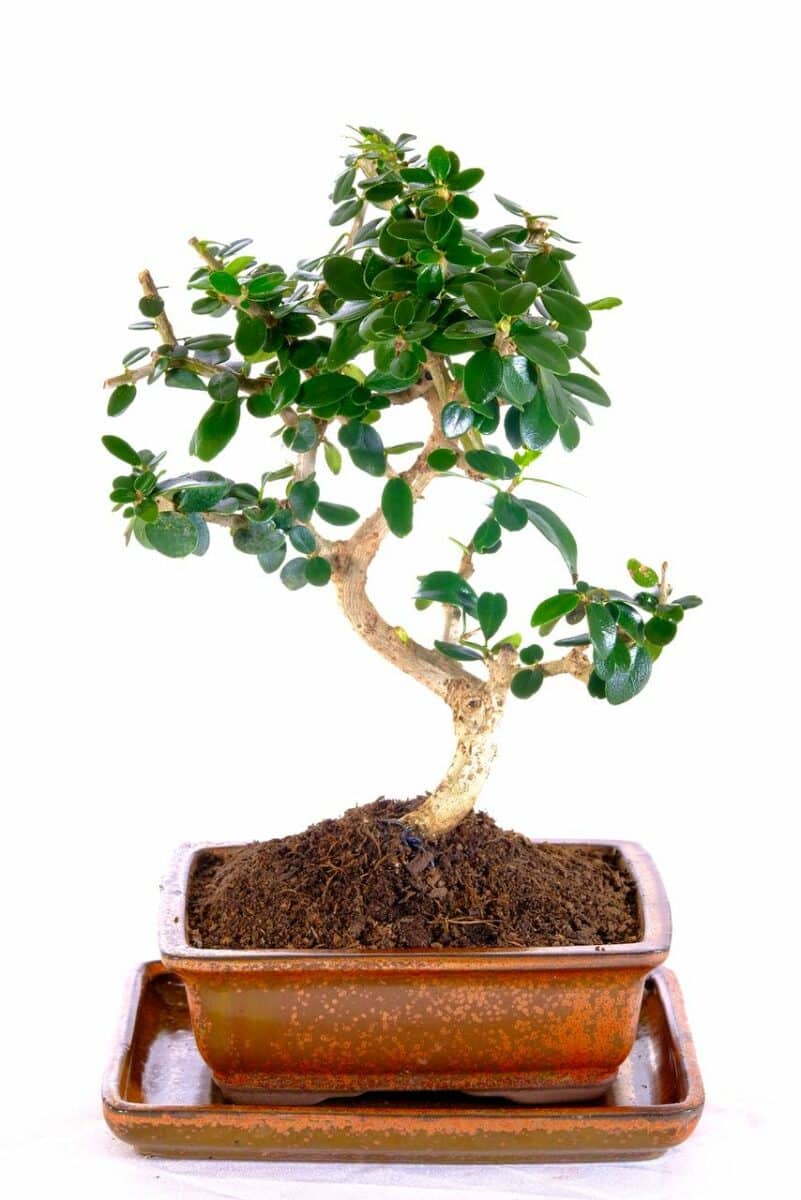 Our Range of Outdoor Bonsai Trees for Sale from Bonsai Direct