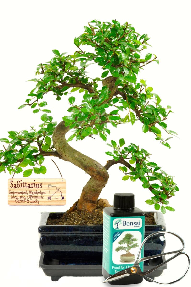 Star Sign Bonsai Starter Kit with Hanging Tag - A Perfect Gift!