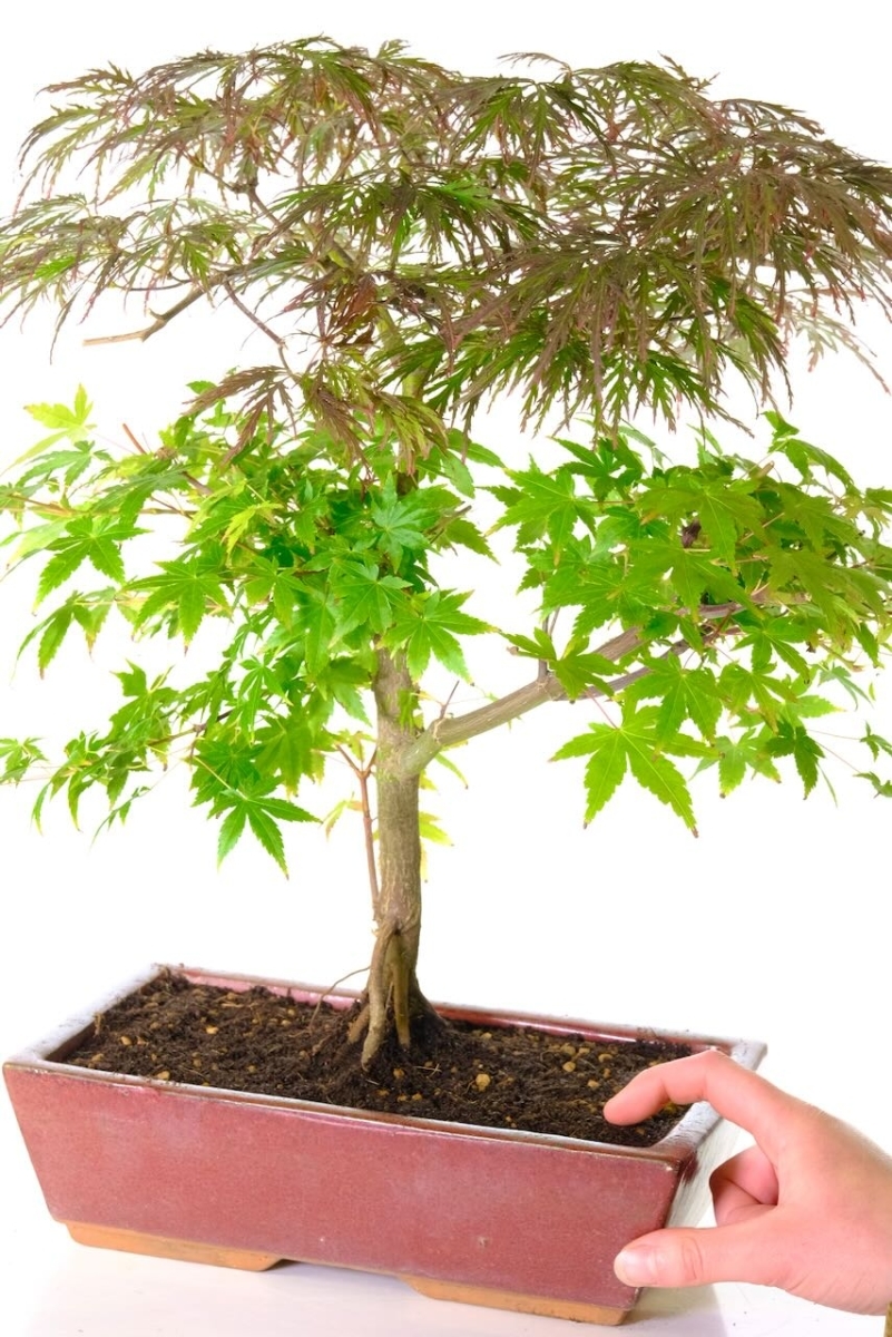 Large Japanese Maple Bonsai | Beautiful Lace-Like Purple Leaves