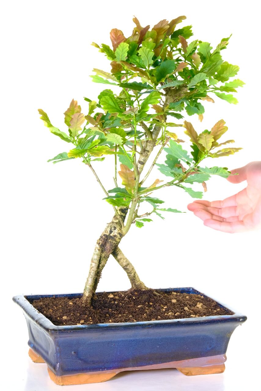 Quercus robur: Embrace the Beauty of this Colourful Bonsai
