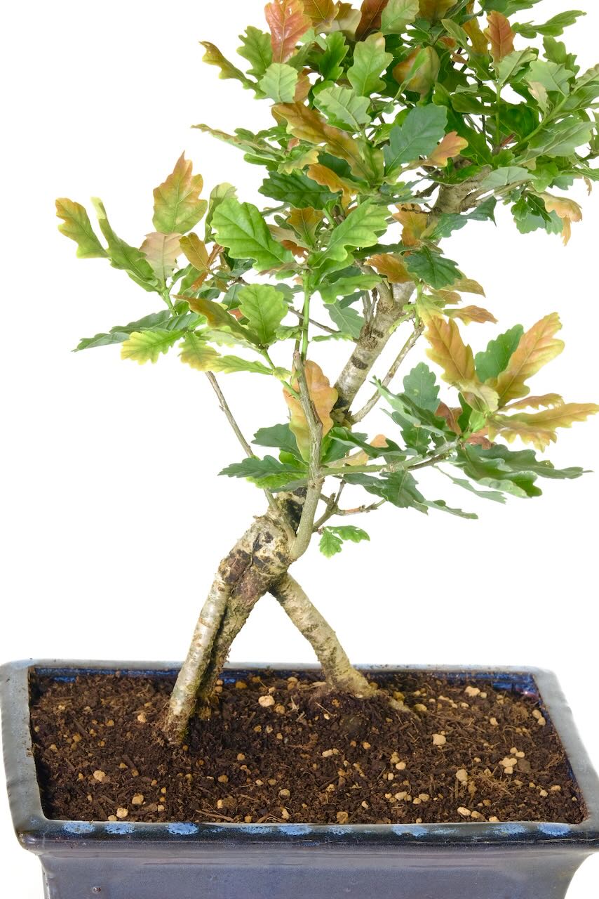Quercus robur: Embrace the Beauty of this Colourful Bonsai