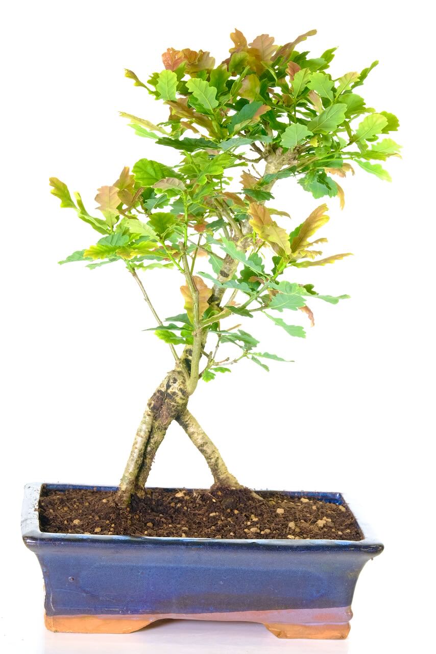 Quercus robur: Embrace the Beauty of this Colourful Bonsai
