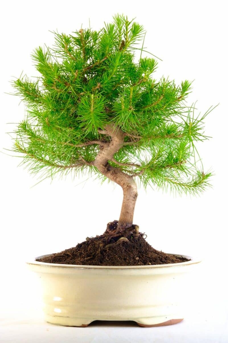 Our Range of Outdoor Bonsai Trees for Sale from Bonsai Direct