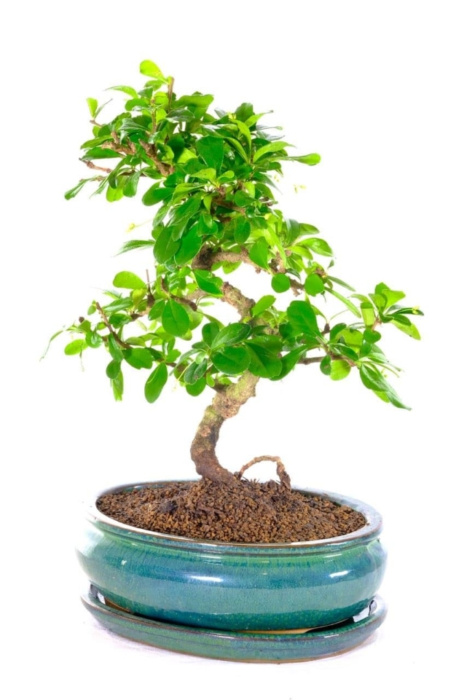 Extremely Curvaceous and Artistic Flowering Fukien Tea Tree UK